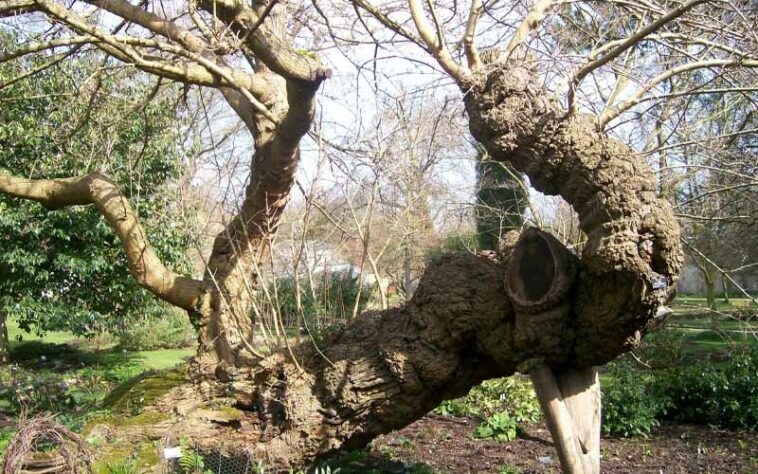 All About Mulberry Wood - Firewood Types, Uses & Benefits