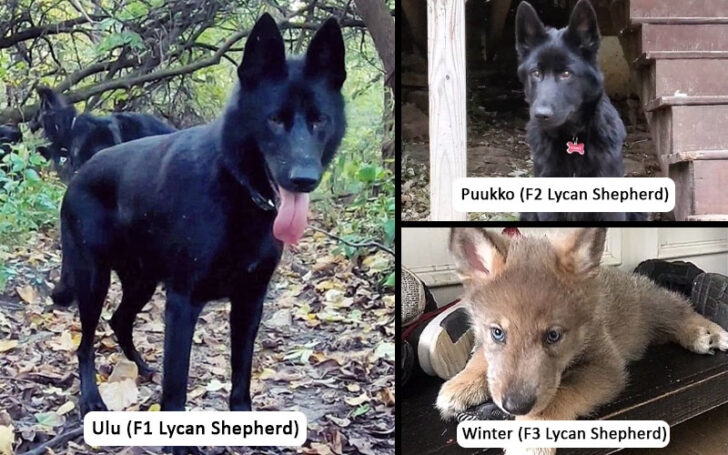 Real Lycan Shepherd Information From The Original Breeder | Size ...