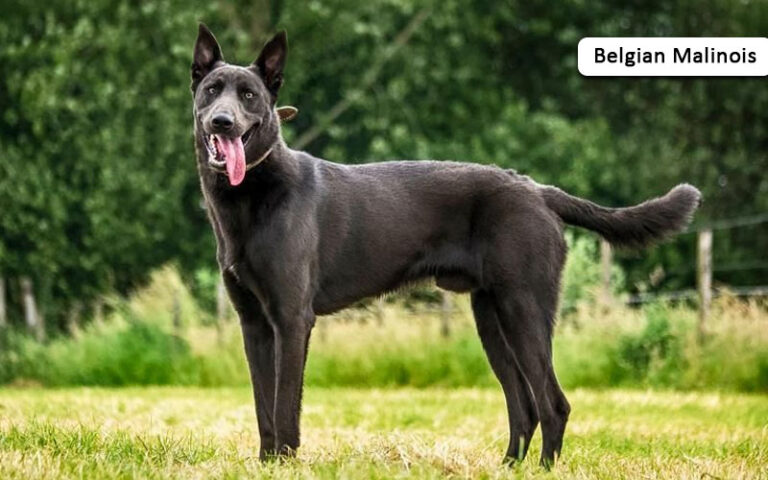 Real Lycan Shepherd Information From The Original Breeder | Size ...