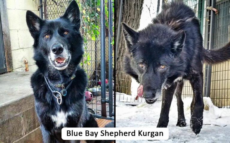 The Ultimate Lycan Shepherd Guide (With Images + Videos)