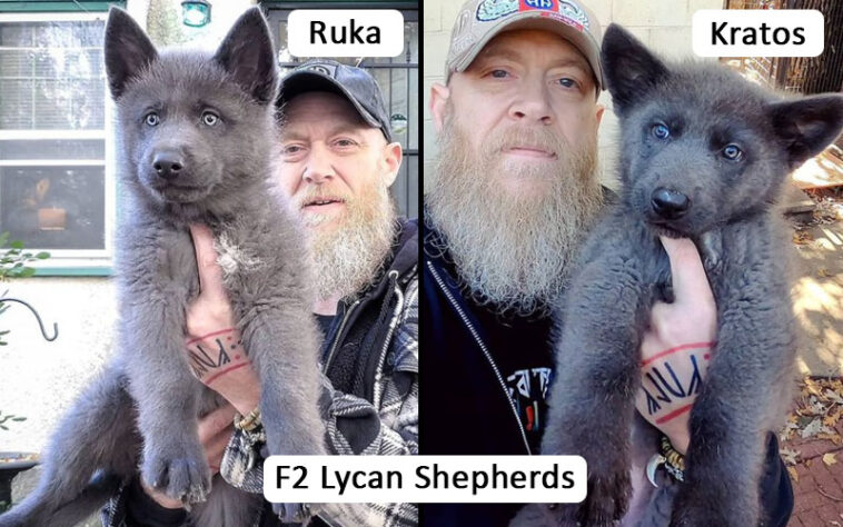 The Ultimate Lycan Shepherd Guide (With Images + Videos)