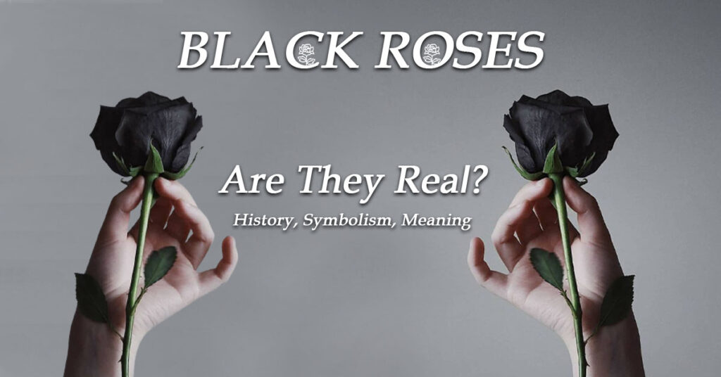 Are Black Roses A Reality? Actual Meaning & Symbolism