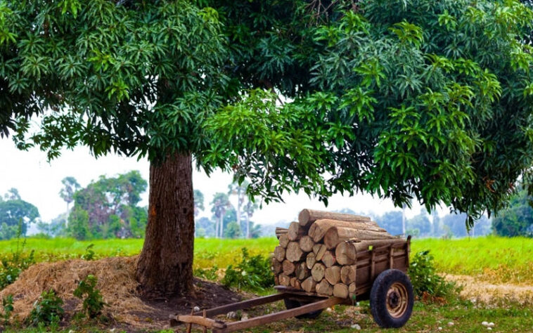 Exclusive Mango Wood Furniture Guide, Properties, Pros, Cons