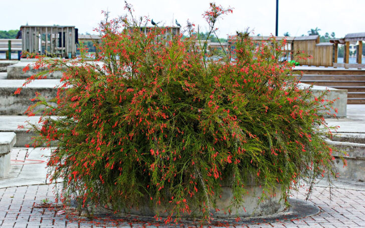 Make Your Firecracker Plant Bloom All Year Round | Care + Uses