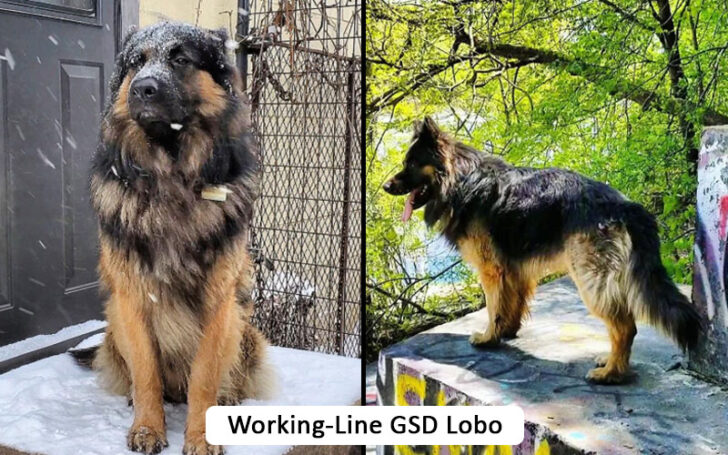 The Ultimate Lycan Shepherd Guide (With Images + Videos)