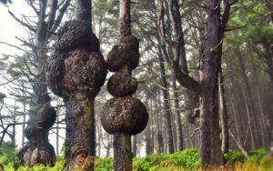 All About Burl Wood | Characteristics, Types, Cost & Uses