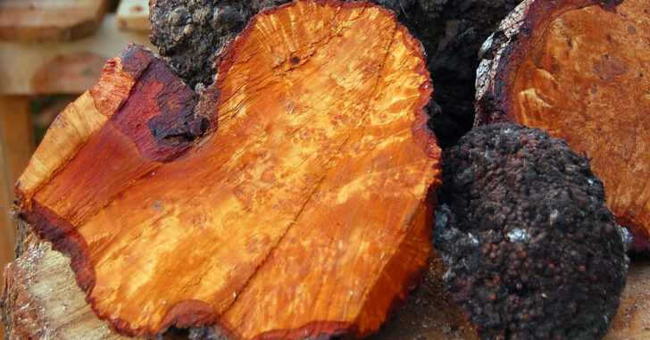 All About Burl Wood | Characteristics, Types, Cost & Uses