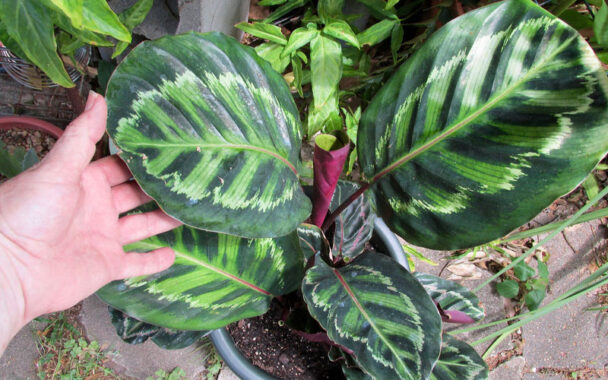 Calathea Roseopicta Guide | Care, Uses, Benefits & Cultivars