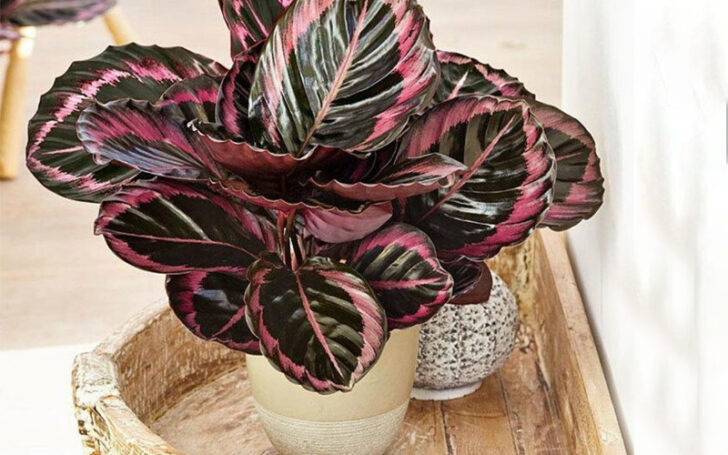 Calathea Roseopicta Guide | Care, Uses, Benefits & Cultivars