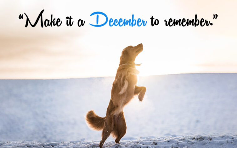 165+ December Quotes To Smile, Laugh And Enjoy The Month