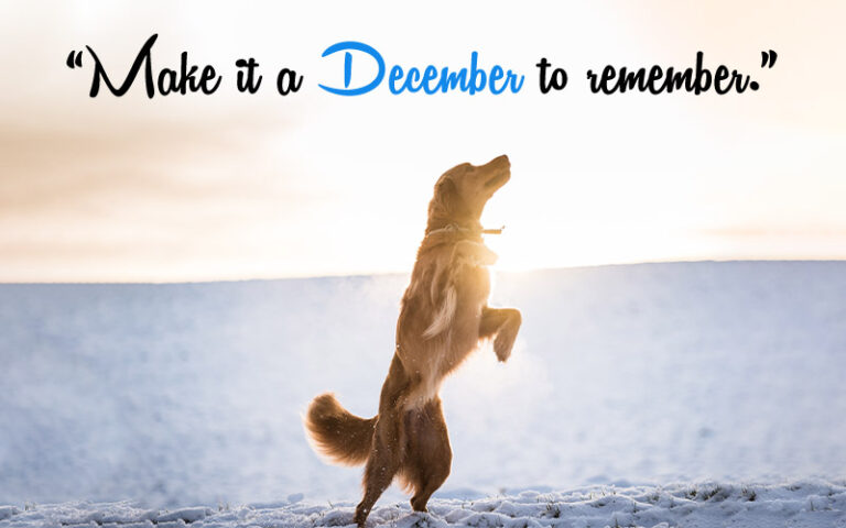 165+ December Quotes To Smile, Laugh And Enjoy The Month