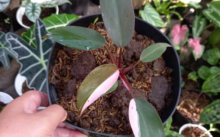 An Inexpensive Guide to Keep the Expensive Pink Princess Philodendron ...