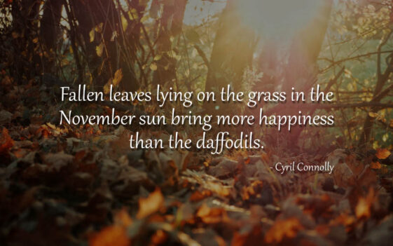 140+ November Quotes, Wishes And Sayings From An Eye Of An Autumn Lover