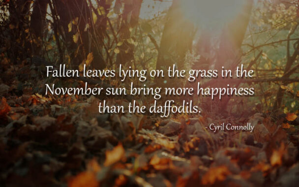 140+ November Quotes, Wishes And Sayings From An Eye Of An Autumn Lover