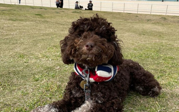 Phantom Poodle 101: The Real Guide You Were Looking For