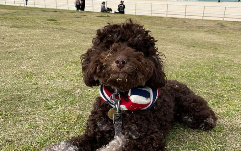 Phantom Poodle 101: The Real Guide You Were Looking For