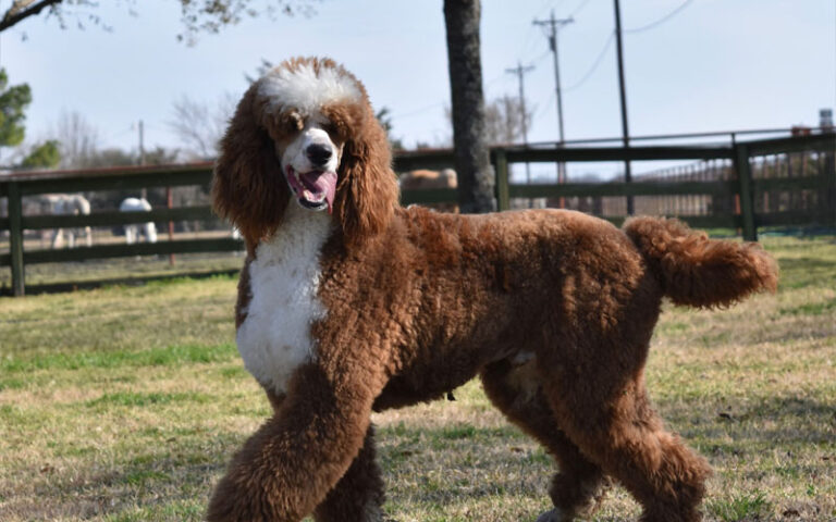 Phantom Poodle 101: The Real Guide You Were Looking For