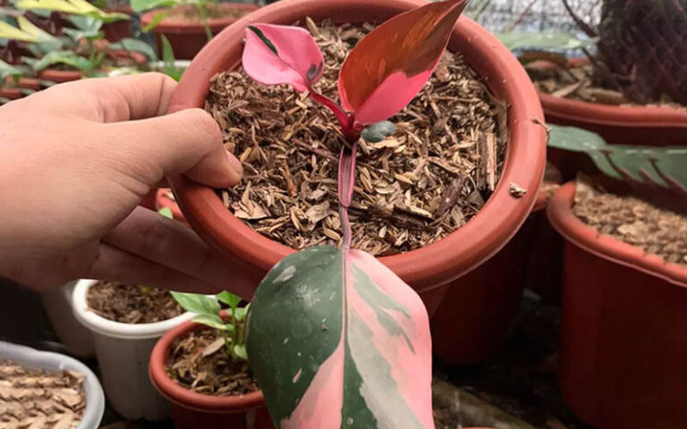 How to Maintain Pink Princess Philodendron Variegated Leaves