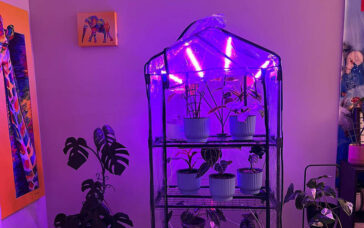 How to Maintain Pink Princess Philodendron Variegated Leaves