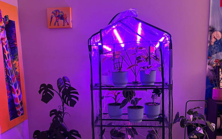 How to Maintain Pink Princess Philodendron Variegated Leaves