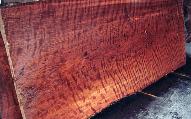 All About Burl Wood | Characteristics, Types, Cost & Uses