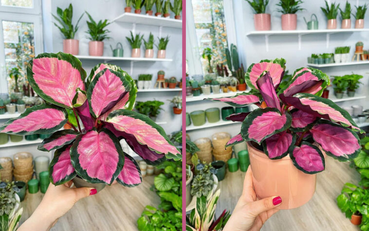 Calathea Roseopicta Guide | Care, Uses, Benefits & Cultivars