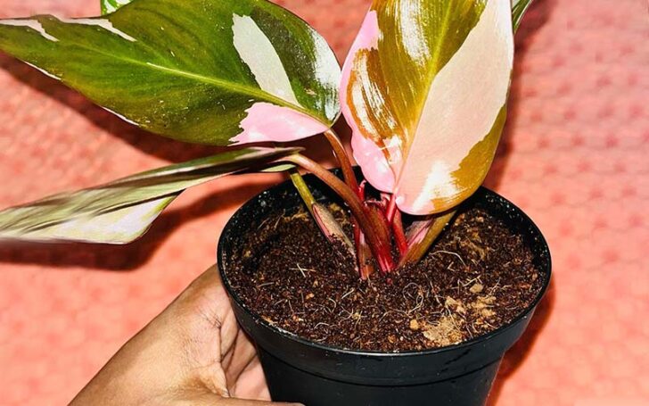 An Inexpensive Guide to Keep the Expensive Pink Princess Philodendron ...