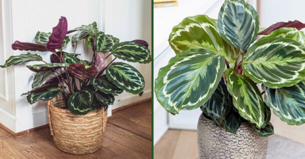 Calathea Roseopicta Guide | Care, Uses, Benefits & Cultivars