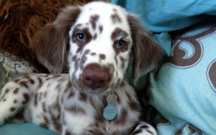 Is Purebred Long Haired Dalmatian Real? Once & For All Guide