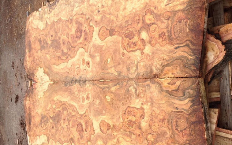 All About Burl Wood | Characteristics, Types, Cost & Uses