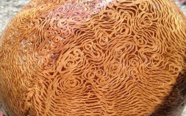 All About Burl Wood | Characteristics, Types, Cost & Uses