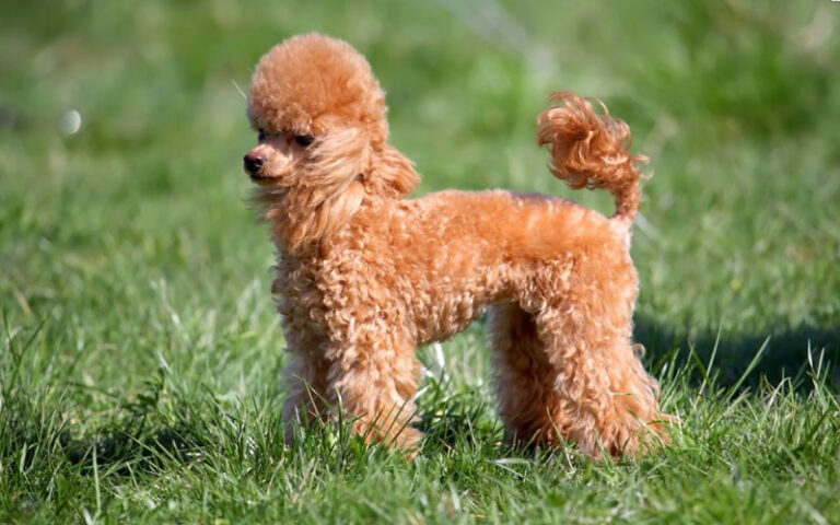 Phantom Poodle 101: The Real Guide You Were Looking For
