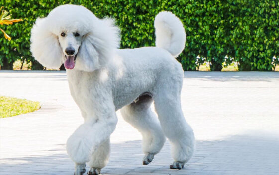 Phantom Poodle 101: The Real Guide You Were Looking For