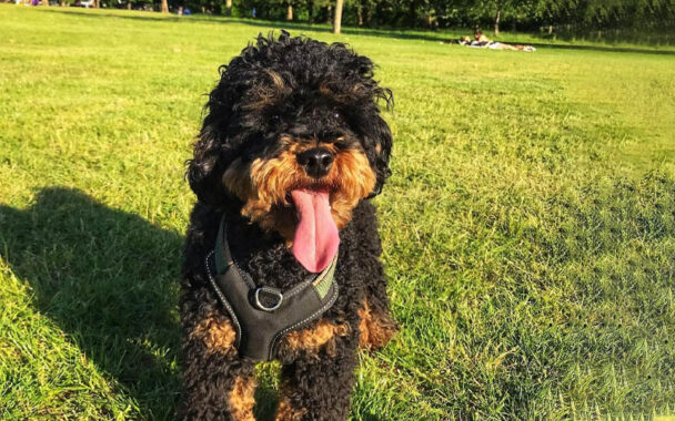 Phantom Poodle 101: The Real Guide You Were Looking For