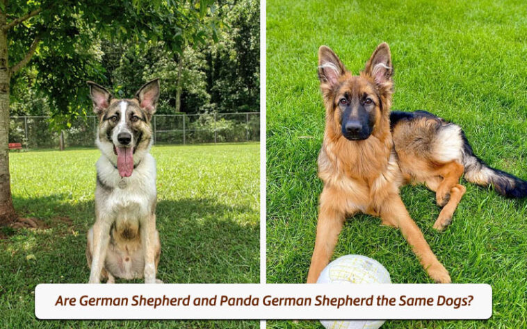 Are Panda German Shepherds Rare? Find Answers to 16 Queries