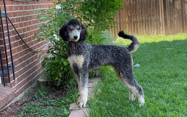 Phantom Poodle 101: The Real Guide You Were Looking For