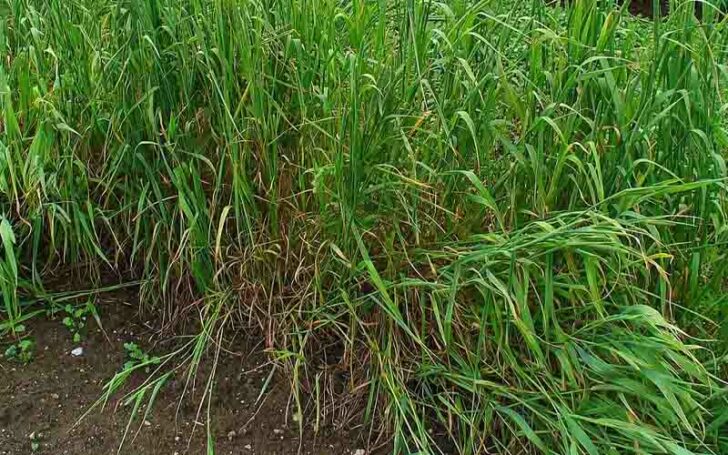 Timothy Grass Guide To Get More Yield With Max Benefits