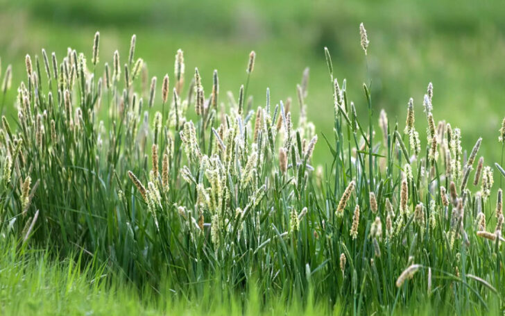 Timothy Grass Guide To Get More Yield With Max Benefits