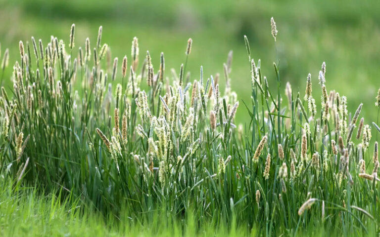 Timothy Grass Guide To Get More Yield With Max Benefits