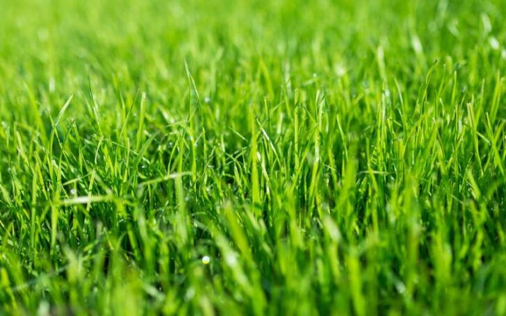 Timothy Grass Guide To Get More Yield With Max Benefits