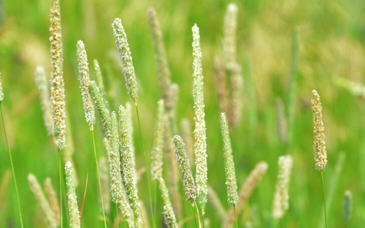 Timothy Grass Guide To Get More Yield With Max Benefits