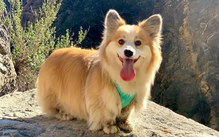Fluffy Corgi vs Regular Corgi: Similarities & Differences