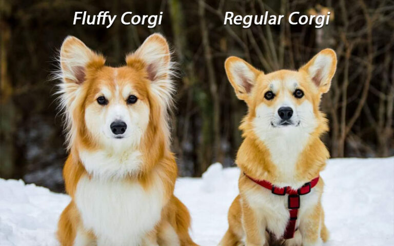 Fluffy Corgi vs Regular Corgi: Similarities & Differences