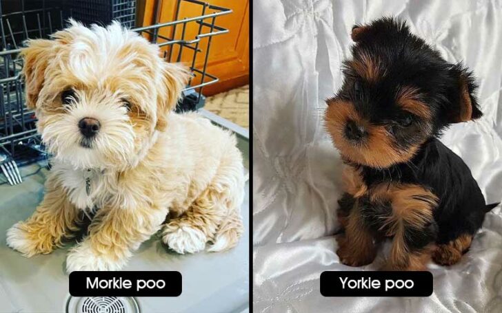 16 Queries to Find If Morkie Poo Is The Ideal Designer Breed For You ...