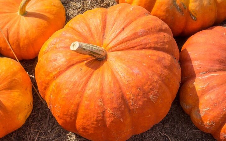 4 Tips To Cook And Grow Cinderella Pumpkins In Your Own Home