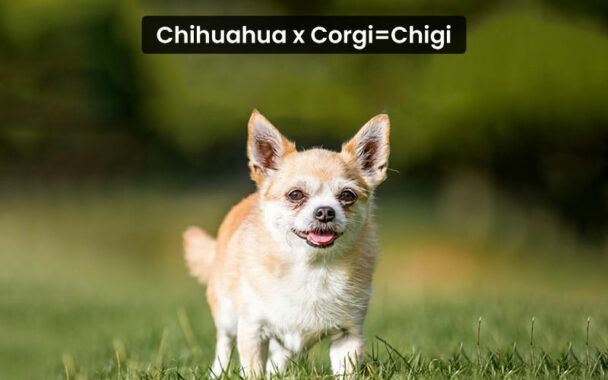 55+ Corgi Mixes | Complete Temperament & Adoption Guide