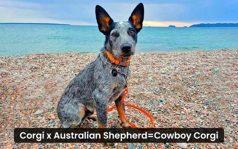 55+ Corgi Mixes | Complete Temperament & Adoption Guide