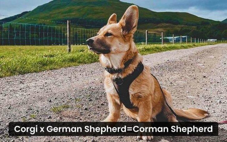 55+ Corgi Mixes | Complete Temperament & Adoption Guide