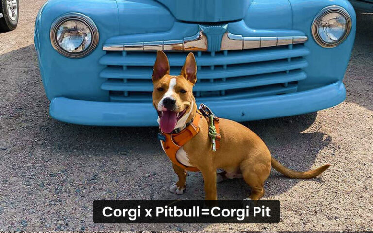 55+ Corgi Mixes | Complete Temperament & Adoption Guide