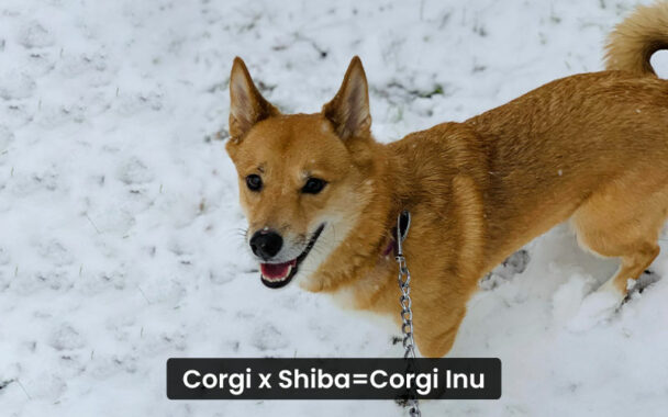 55+ Corgi Mixes | Complete Temperament & Adoption Guide